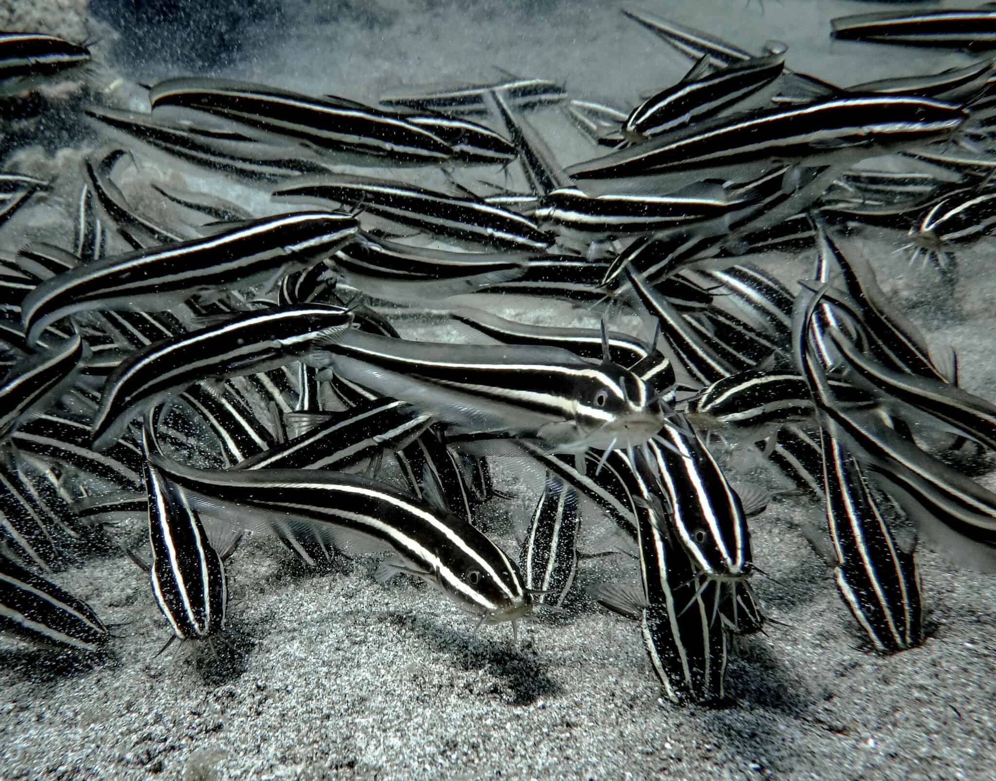 Why Eel Catfish Swim in Massive and Mesmerizing Schools - A-Z Animals