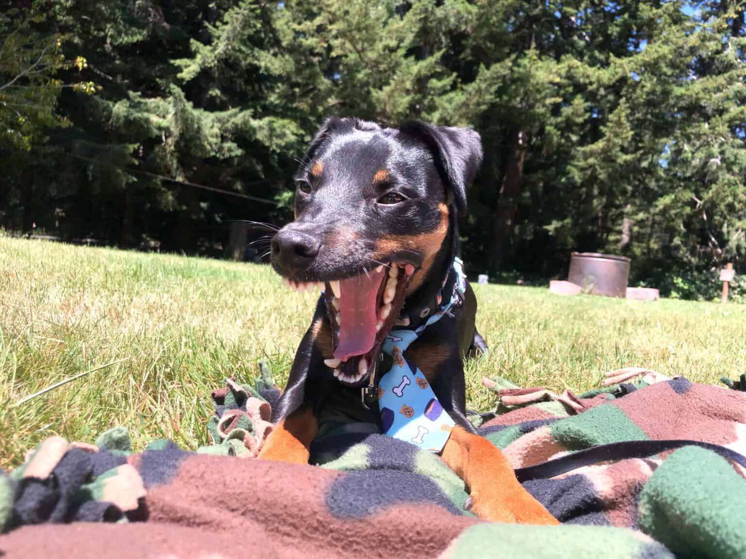 Can Dogs Be Ticklish - A-Z Animals