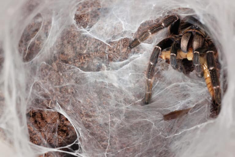 The Complete List of Tarantula Species - A-Z Animals