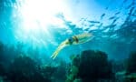 Every Animal in Virgin Islands National Park - A-Z Animals