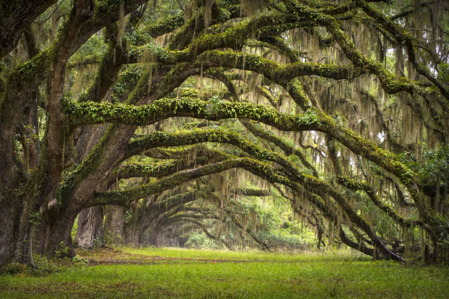 The 15 Most Iconic Trees Native to Alabama - A-Z Animals