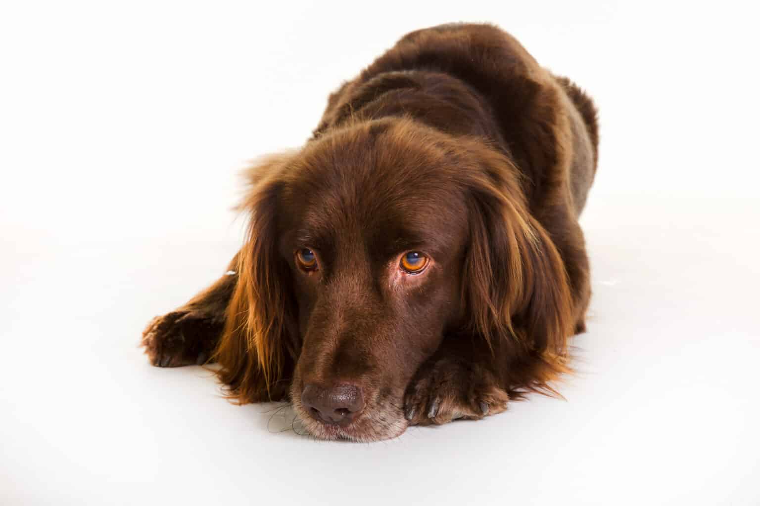 German Longhaired Pointer Dog Breed Complete Guide - A-Z Animals