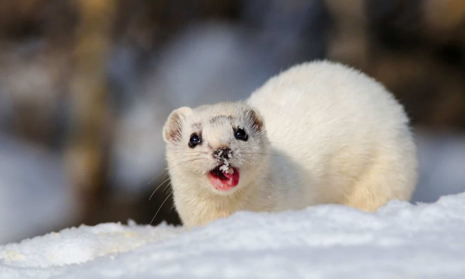 Weasel Poop: Everything You've Ever Wanted To Know - A-Z Animals