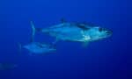 Tuna Teeth: Everything You Need To Know - A-Z Animals