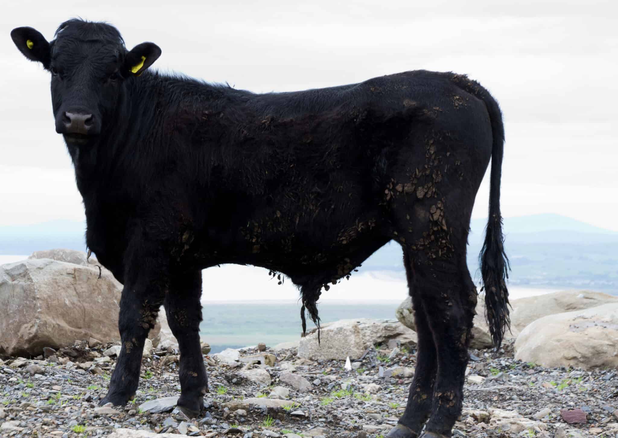 Welsh Black Cattle Animal Facts - Bos taurus taurus - A-Z Animals