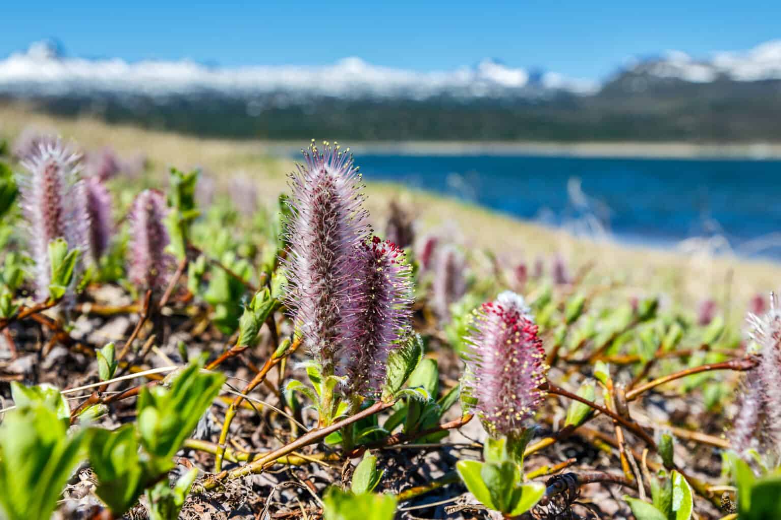 Discover 11 Different Types of Willow Trees - A-Z Animals