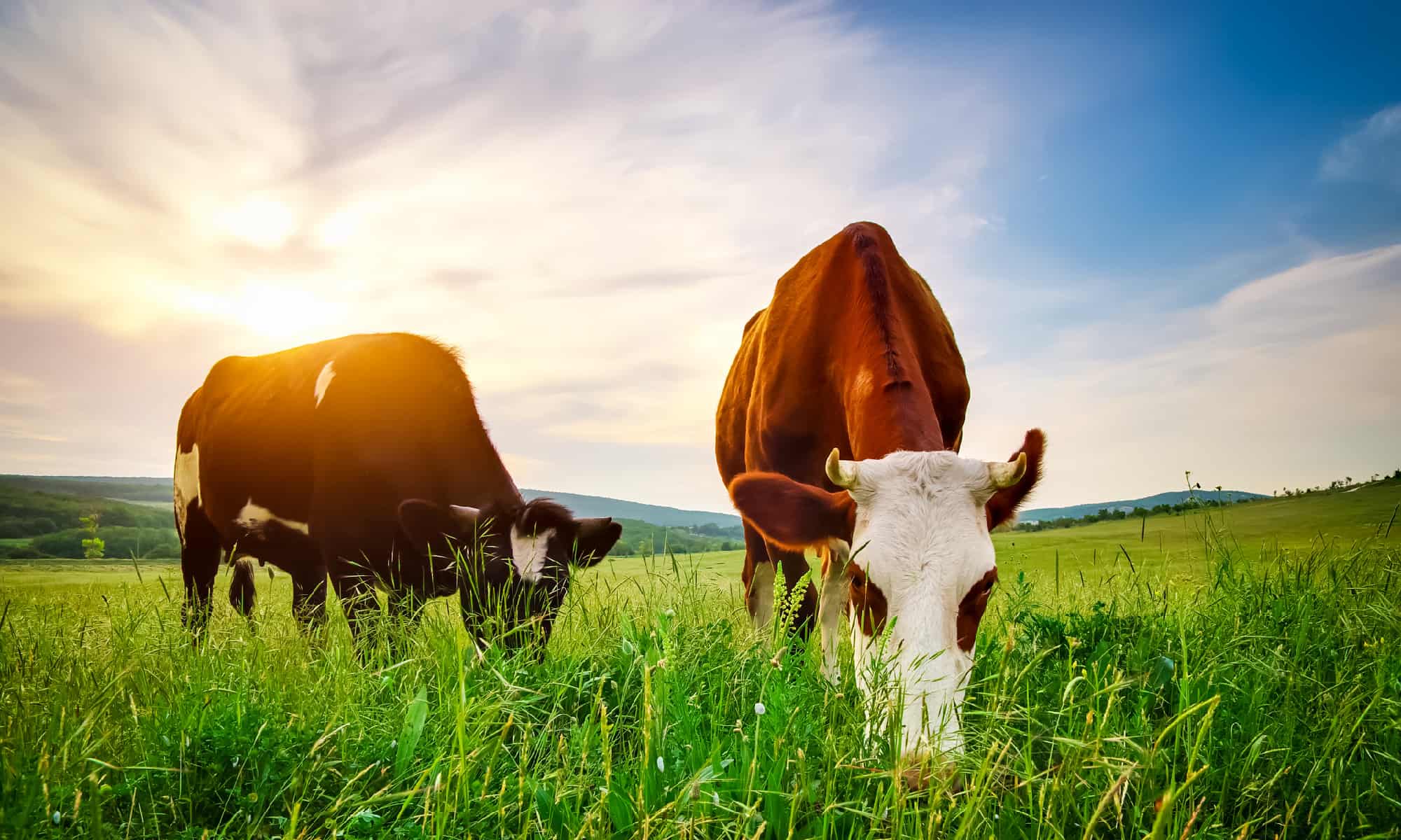 What Do Cows Eat A Z Animals