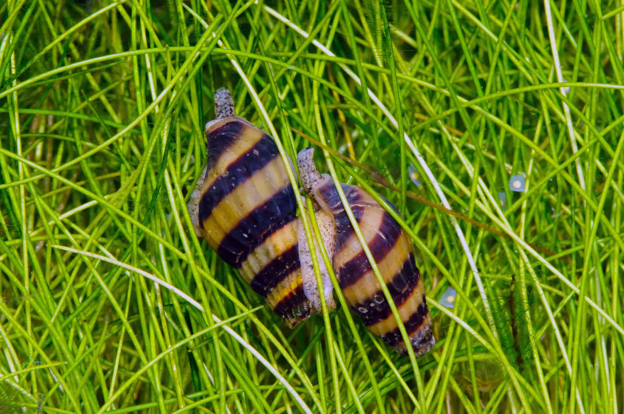 Assassin Snail Animal Facts - Clea helena - A-Z Animals
