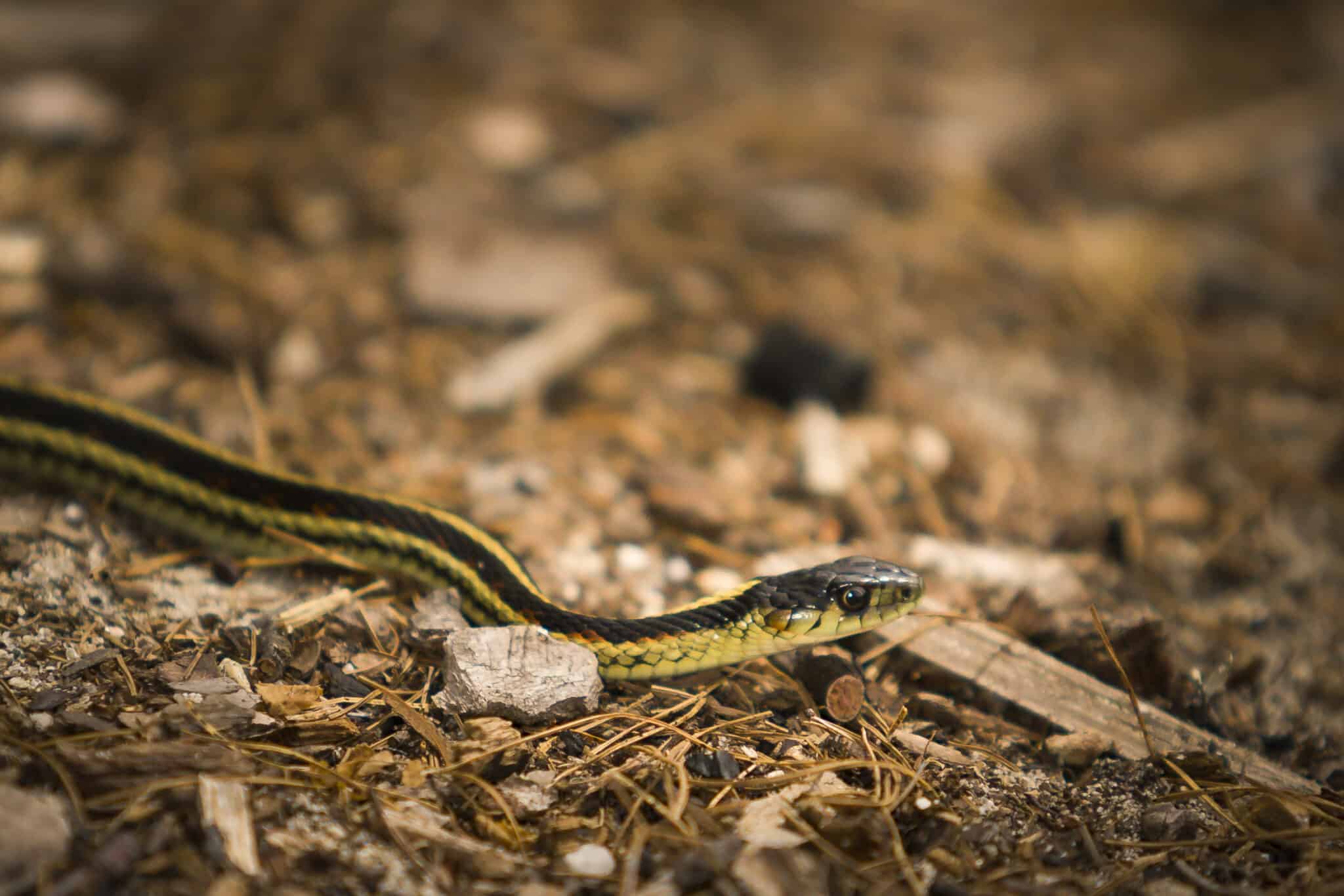 Discover the 12 Official State Animals of Massachusetts - A-Z Animals