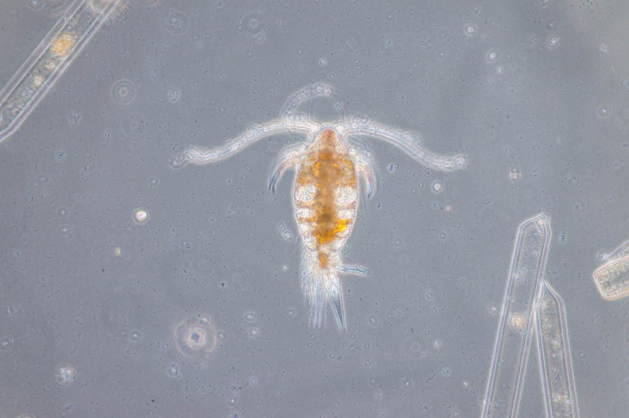 What Do Copepods Eat? - A-Z Animals