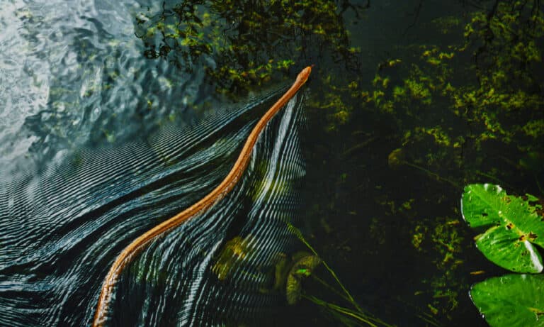 Discover the Snakes That Live in the Gulf of Mexico - A-Z Animals
