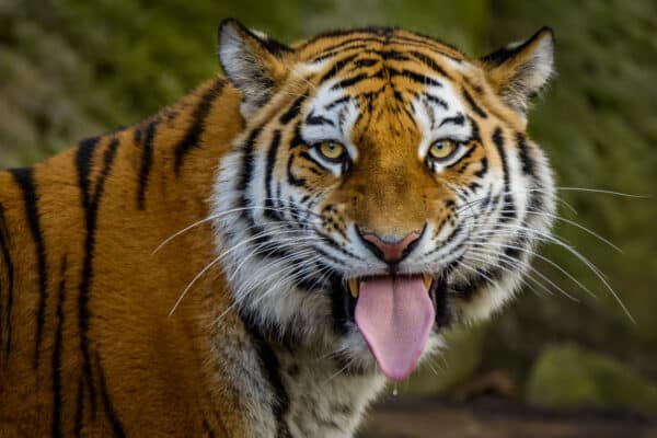 Cheetah Teeth: Everything You Need To Know - A-Z Animals