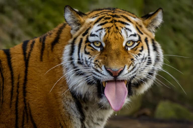 Swan Teeth: Do Swans Have Teeth? - A-Z Animals
