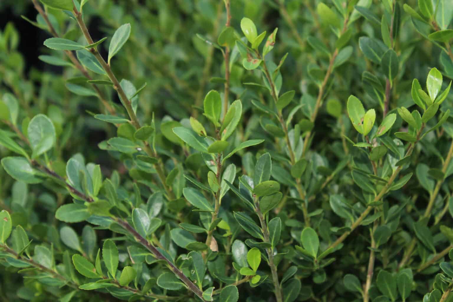 Compacta Holly vs. Boxwood: What's the Difference? - A-Z Animals