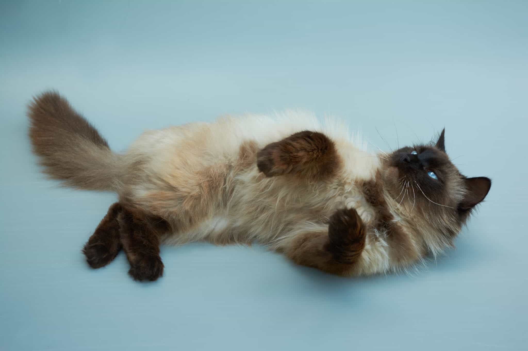 12 Cats With The Longest Lifespans - A-Z Animals