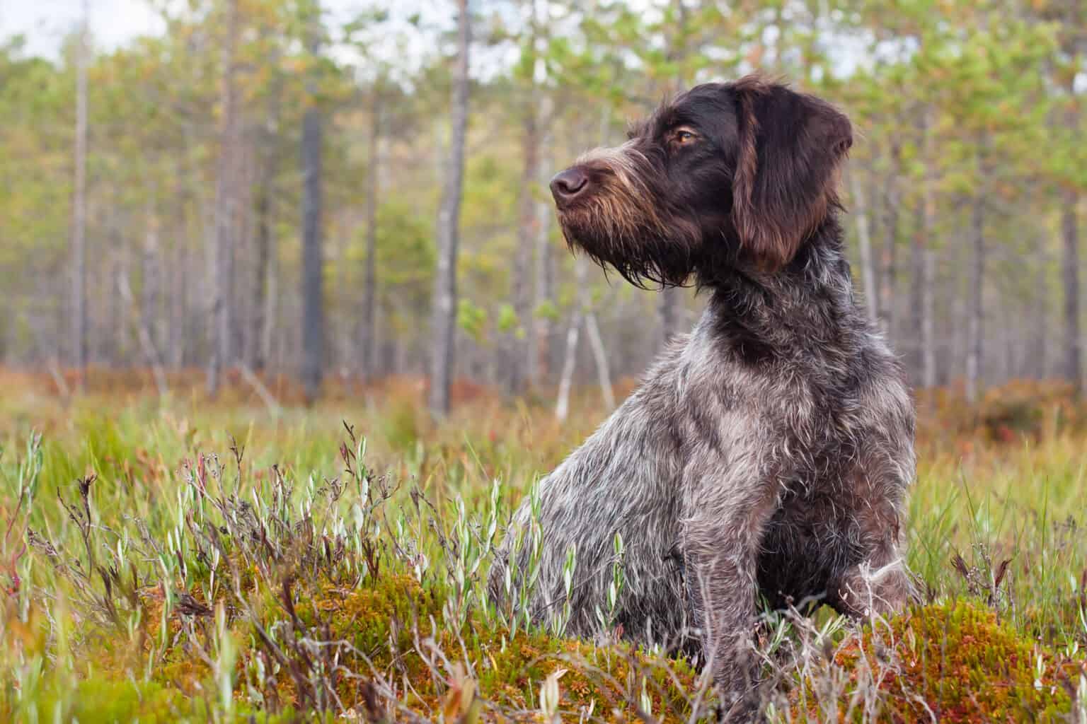 German Wirehaired Pointer Progression: Growth Chart, Milestones, and Training Tips - A-Z Animals
