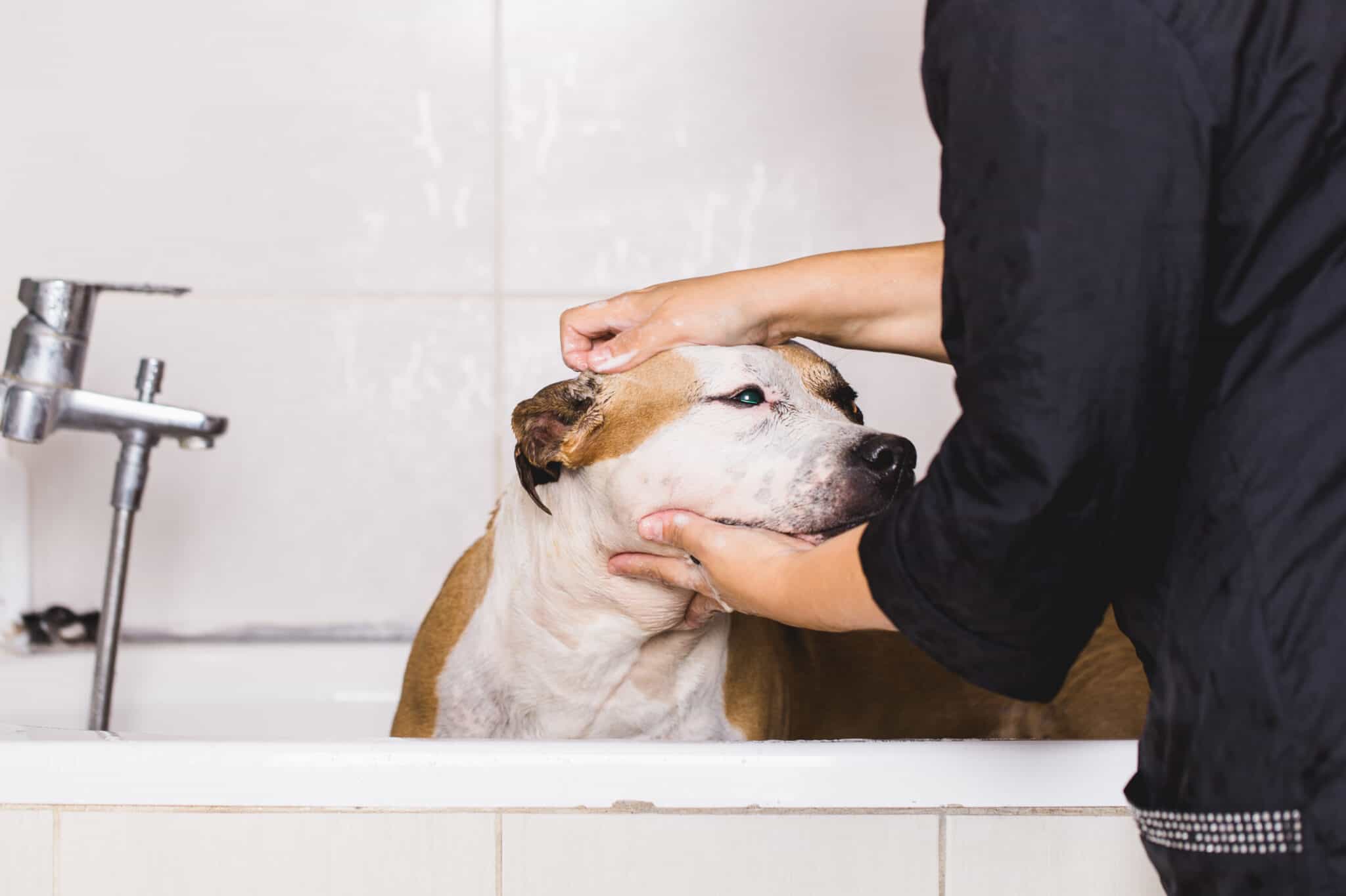 Do Pit Bulls Shed? - A-Z Animals