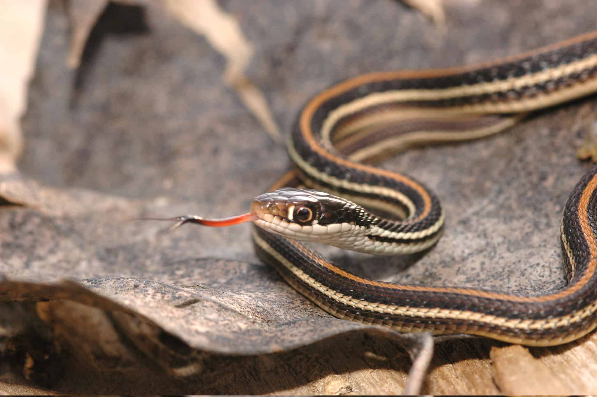 Louisiana Garden Snakes: Identifying the Most Common Snakes in Your ...