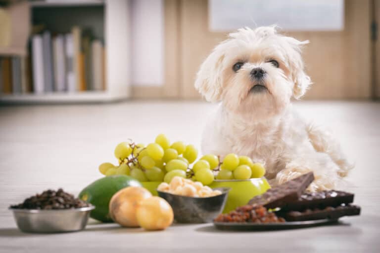 10 Fruits and Vegetables that Dogs Cannot Eat - A-Z Animals