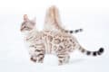 Bengal Cat Lifespan: How Long Do Bengal Cats Live? - A-Z Animals