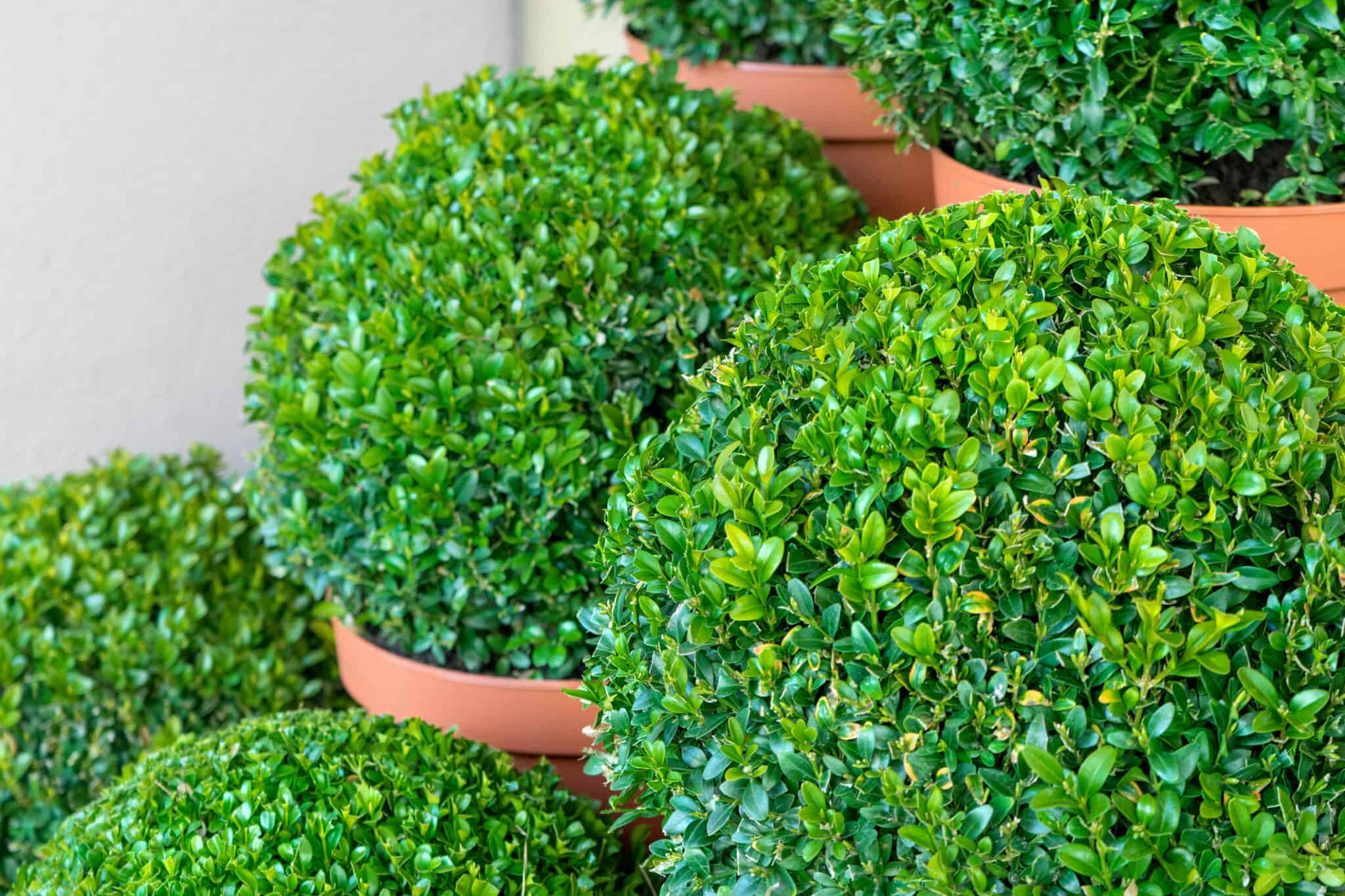 Privet vs. Boxwood: What's the Difference? - A-Z Animals