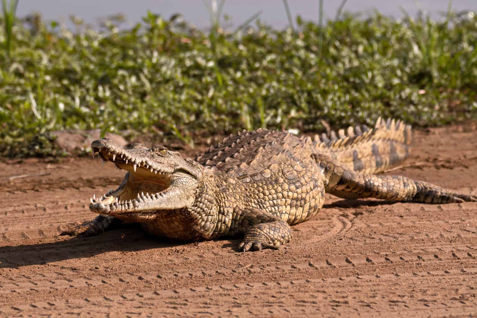 Crocodile Animal Facts - Crocodylus acutus - A-Z Animals
