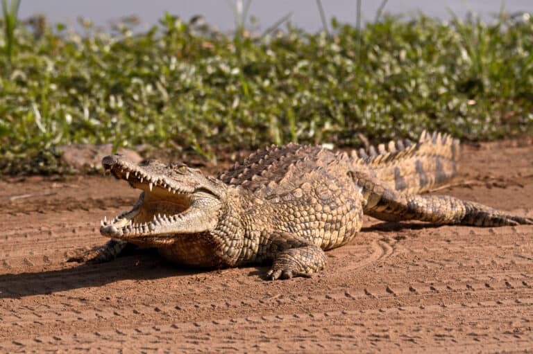 Nile Crocodile Animal Facts - Crocodylus niloticus - A-Z Animals
