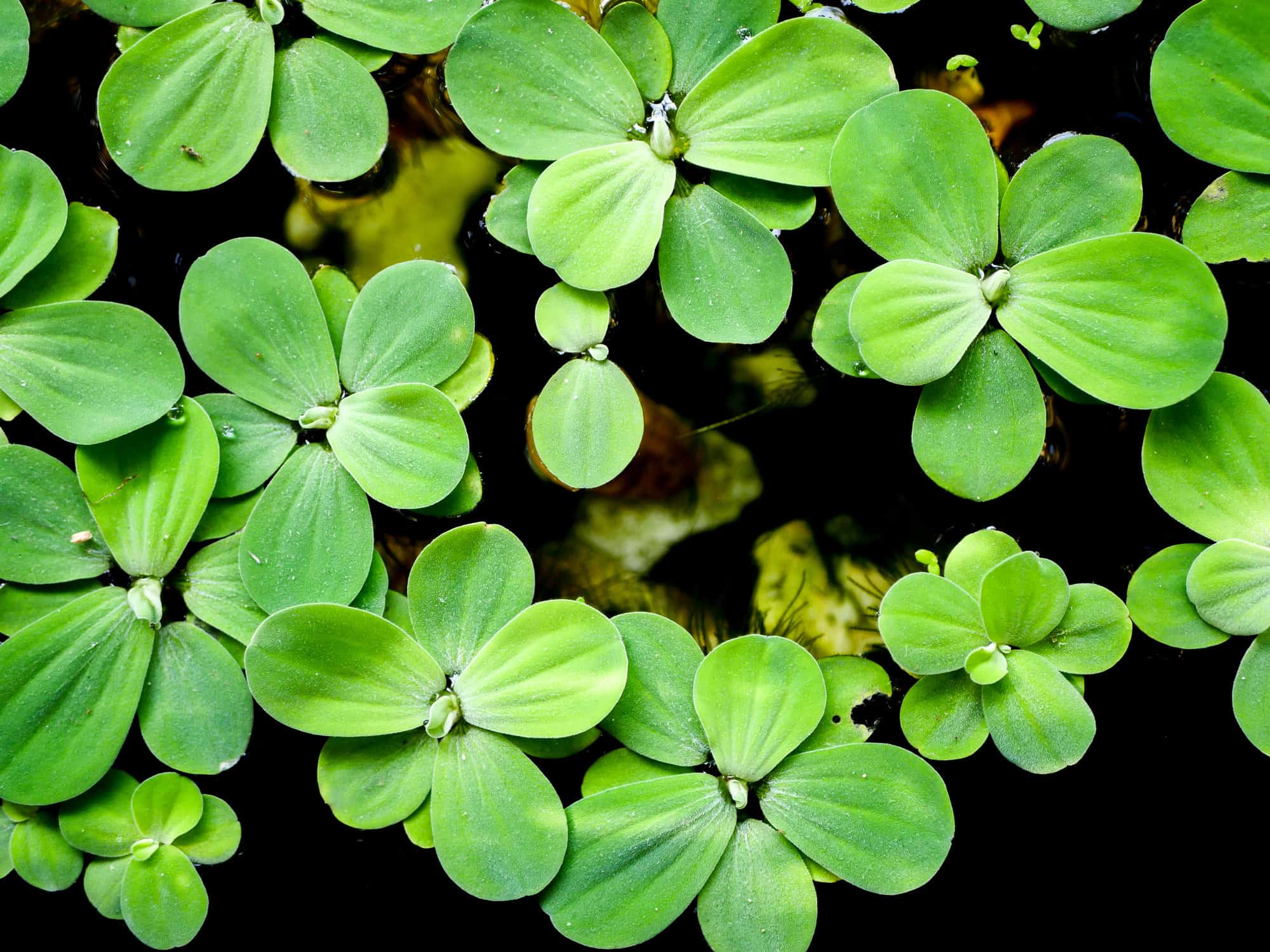 Frogbit vs Duckweed: What Are The Differences? - A-Z Animals