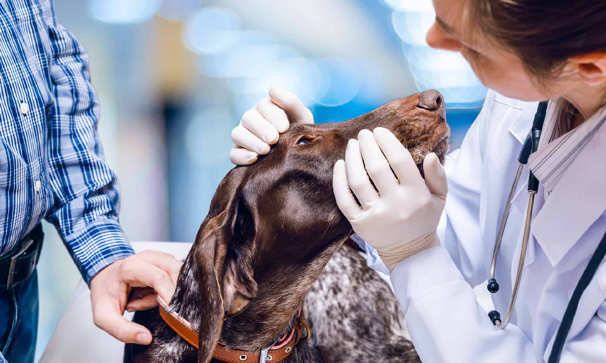 Can Dogs Get Skin Tags? - A-Z Animals