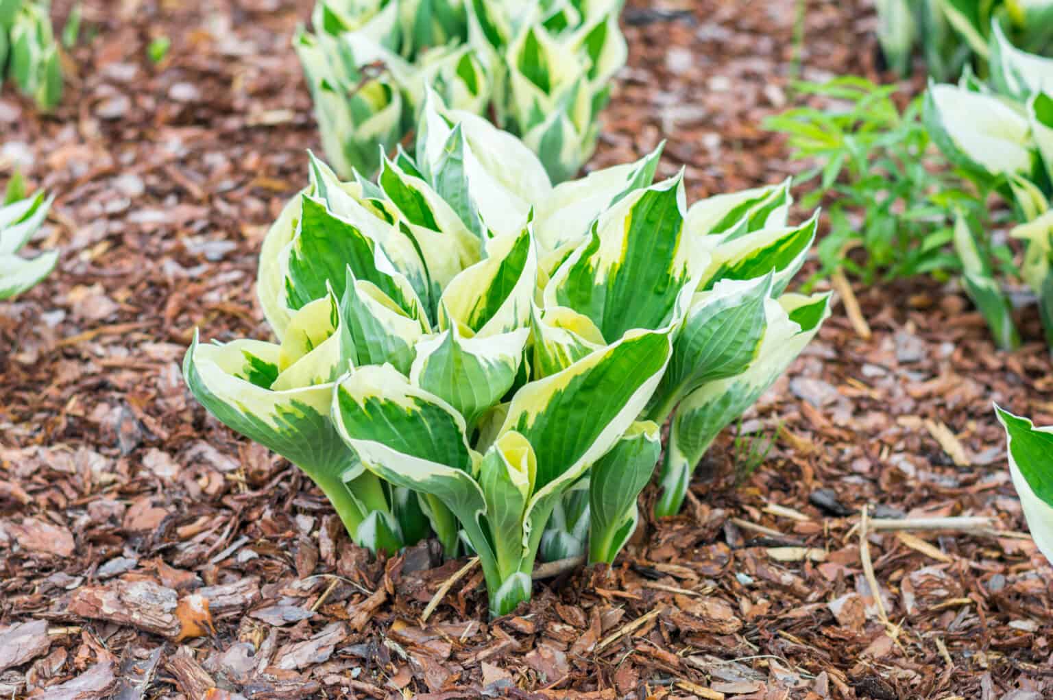 Hosta Minuteman vs. Patriot: What's the Difference?