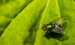 Do Flies Poop? - A-Z Animals