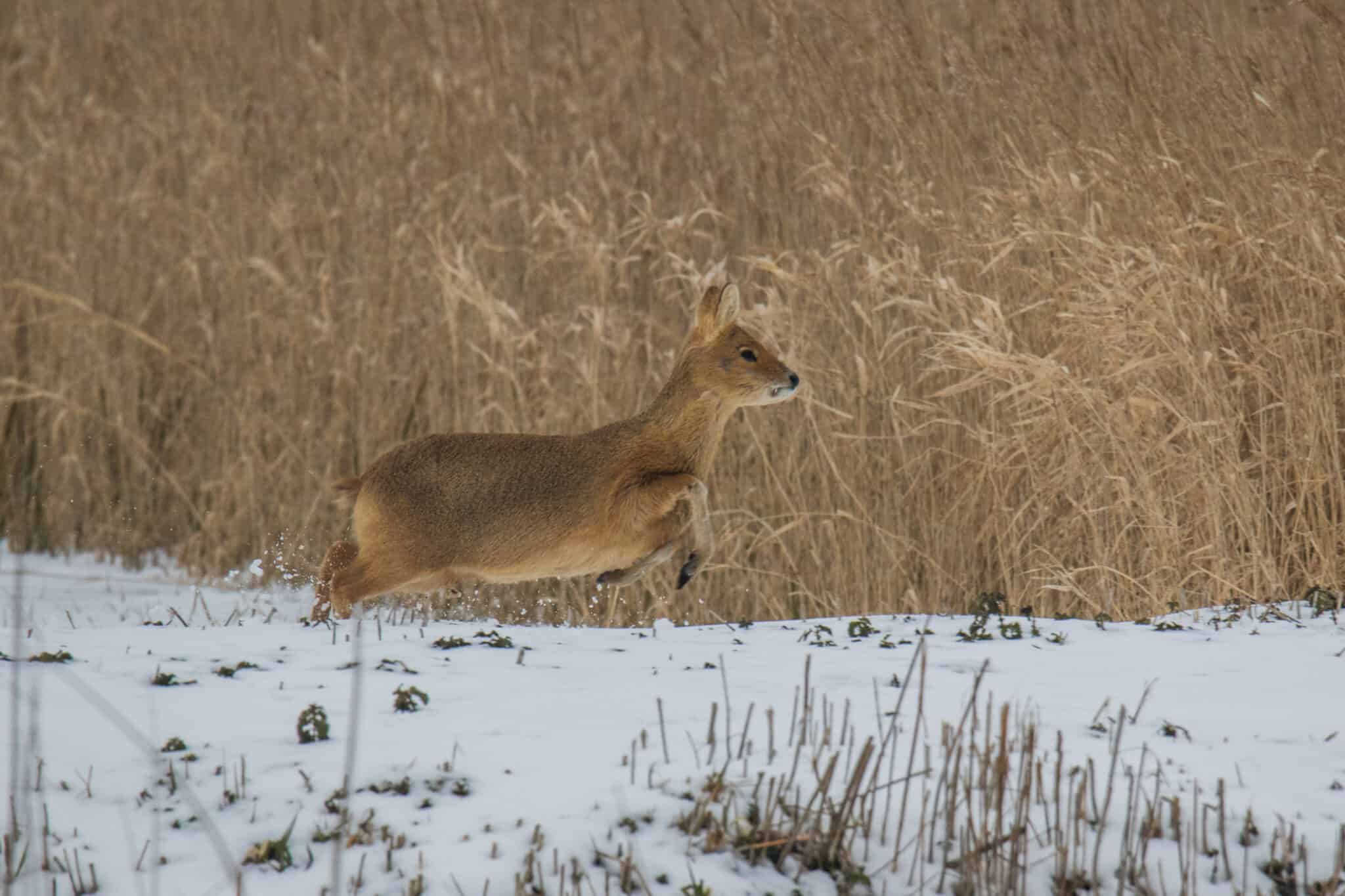 Discover the “Vampire Deer” of Asia With Fangs Instead of Antlers - A-Z ...