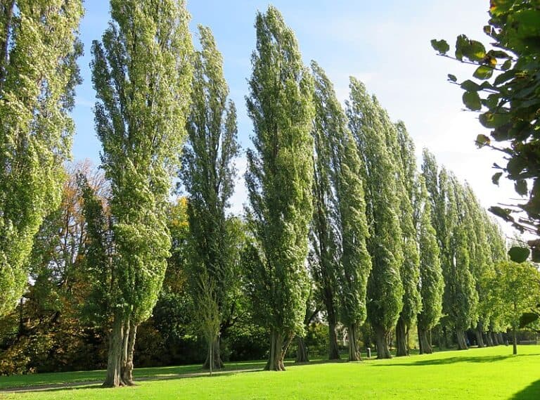 Discover the 5 Fastest Growing Trees in Florida - A-Z Animals