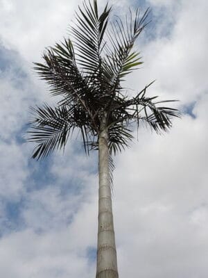 Discover the 5 Fastest Growing Trees in Florida - A-Z Animals