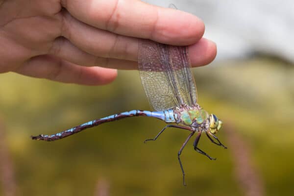 These are the 5 Largest Animals in Texas and Where You'll Find Them - A ...