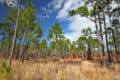 The 15 Most Iconic Trees Native to Alabama - A-Z Animals