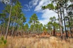 The 15 Most Iconic Trees Native to Alabama - A-Z Animals