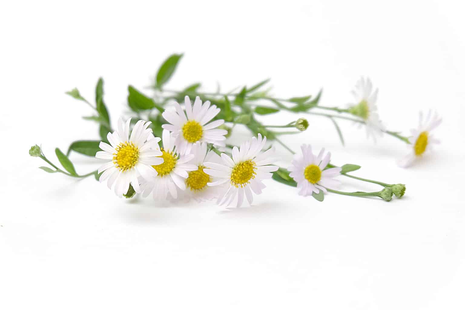 German Chamomile vs. Roman Chamomile: What Are The Differences? - A-Z ...