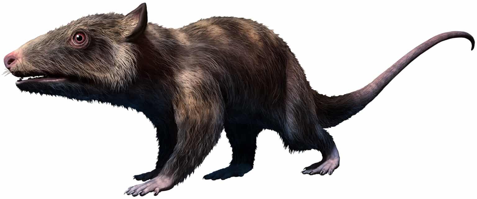 11 Ancient Mammals that Lived Alongside Dinosaurs - A-Z Animals