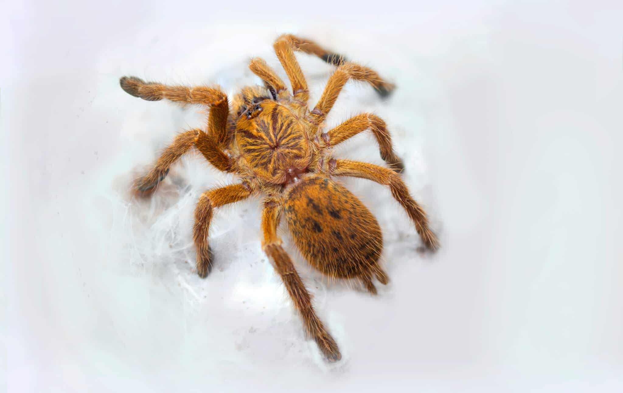 Orange Baboon Tarantula Animal Facts - Pterinochilus murinus - A-Z Animals