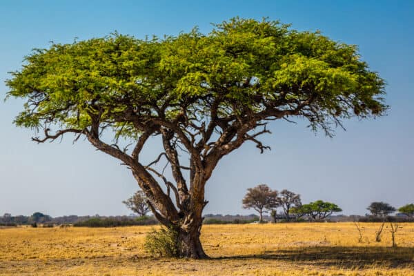 12 Stunning Trees in Australia - AZ Animals