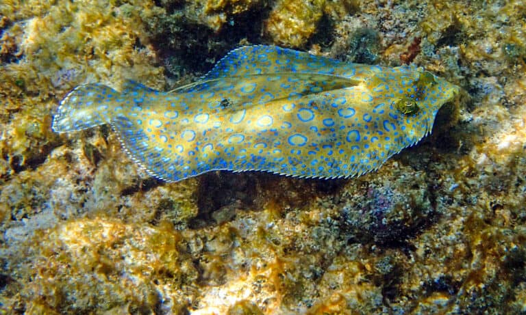 This Ambush Predator Hides in the Sand and Strikes Without Warning - A ...