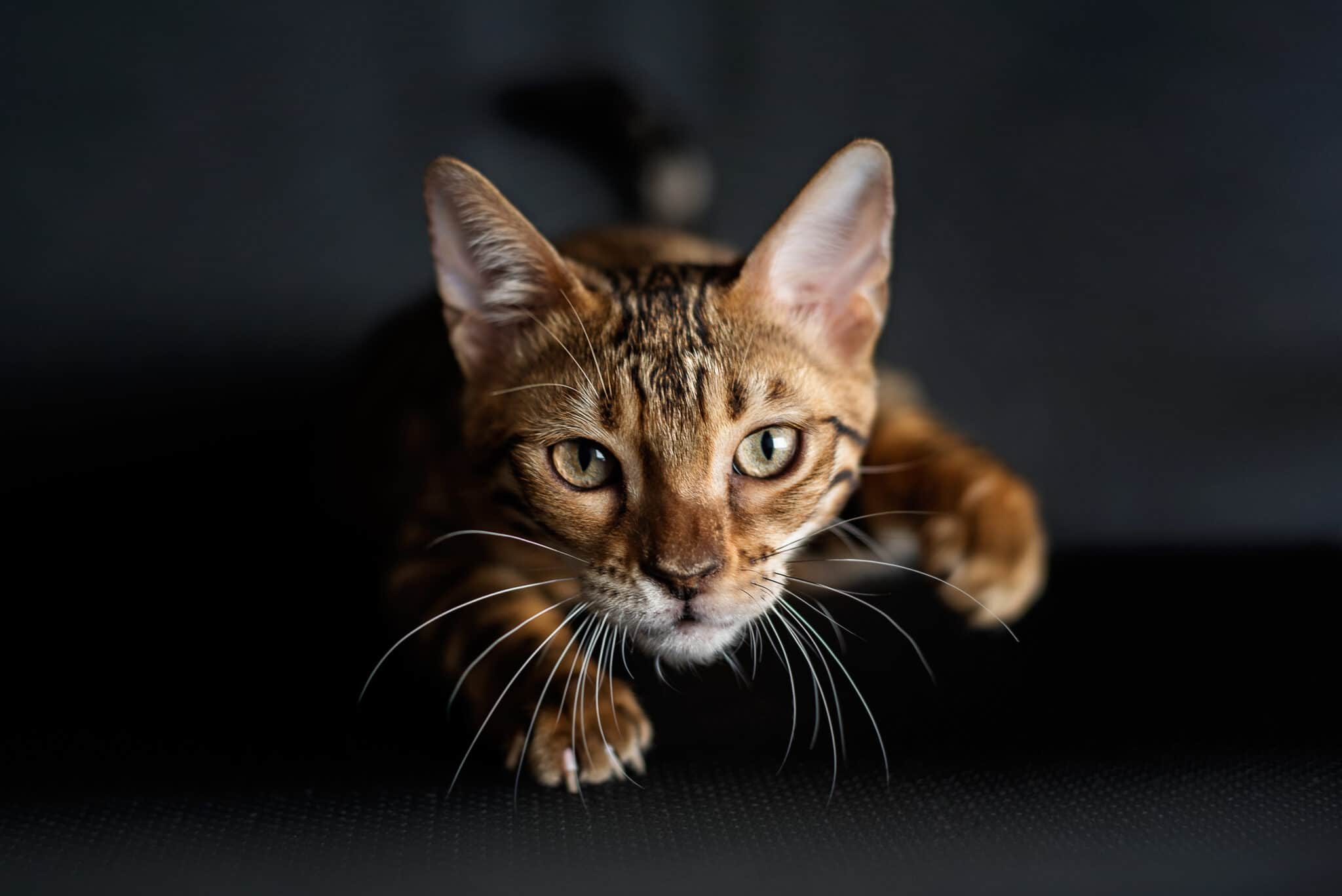 10 Domestic Cats That Look Like Tigers, Cheetahs, and Leopards - A-Z ...