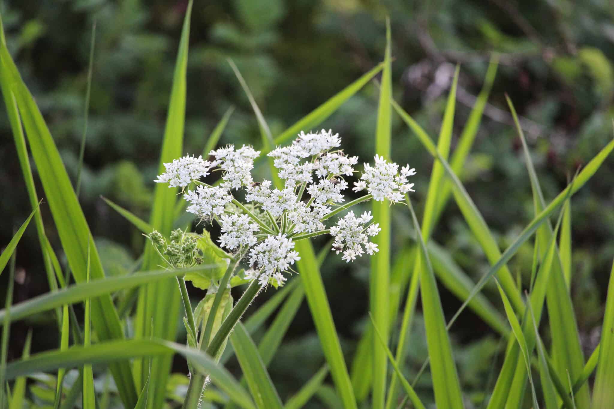 Beware of These 10 Dangerous Plants That Grow in Massachusetts
