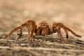 11 Amazing Examples of Animals With No Bones - A-Z Animals