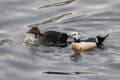 Eider Animal Facts - Somateria - A-Z Animals
