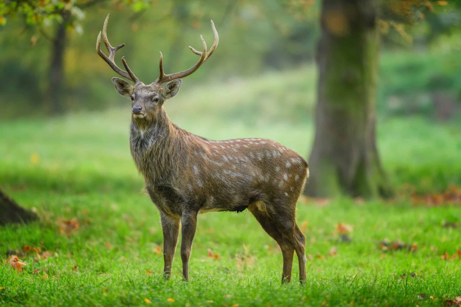 Are Deer Nocturnal Or Diurnal? Their Sleep Behavior Explained - A-Z Animals