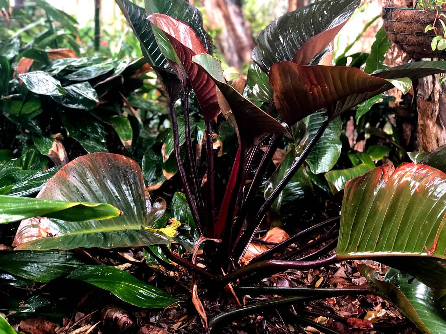 Philodendron vs. Pothos - A-Z Animals