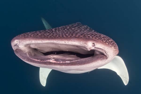 A Look At Types of Shark Teeth and Their Unique Features - A-Z Animals