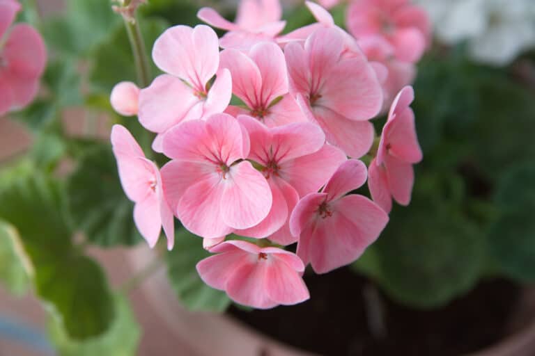 Seed Geraniums vs Zonal Geraniums - A-Z Animals